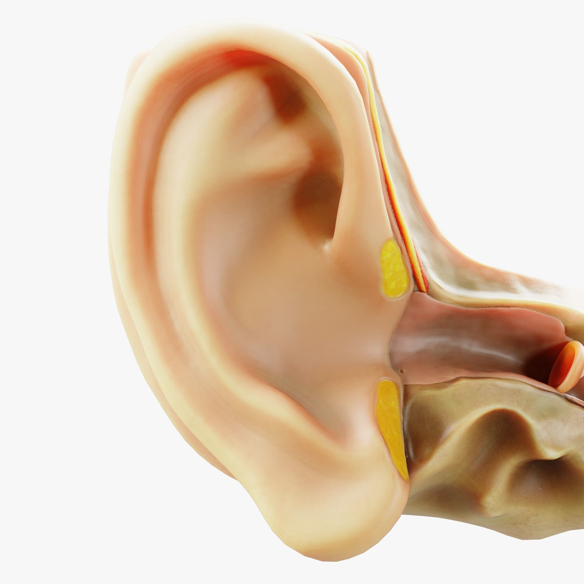 Cross section ear anatomy 3D model | CGTrader