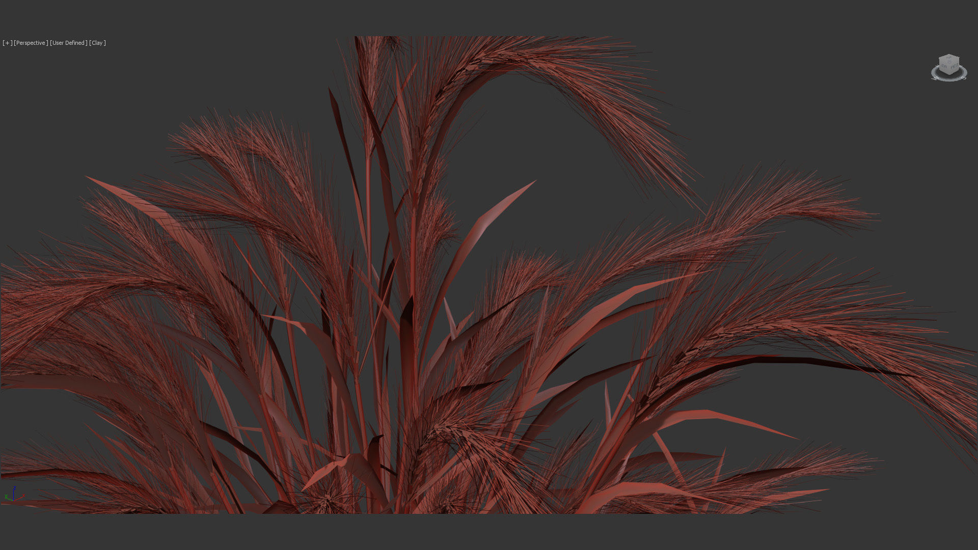 Hordeum jubatum Foxtail barley 3D Model 02 3D model | CGTrader