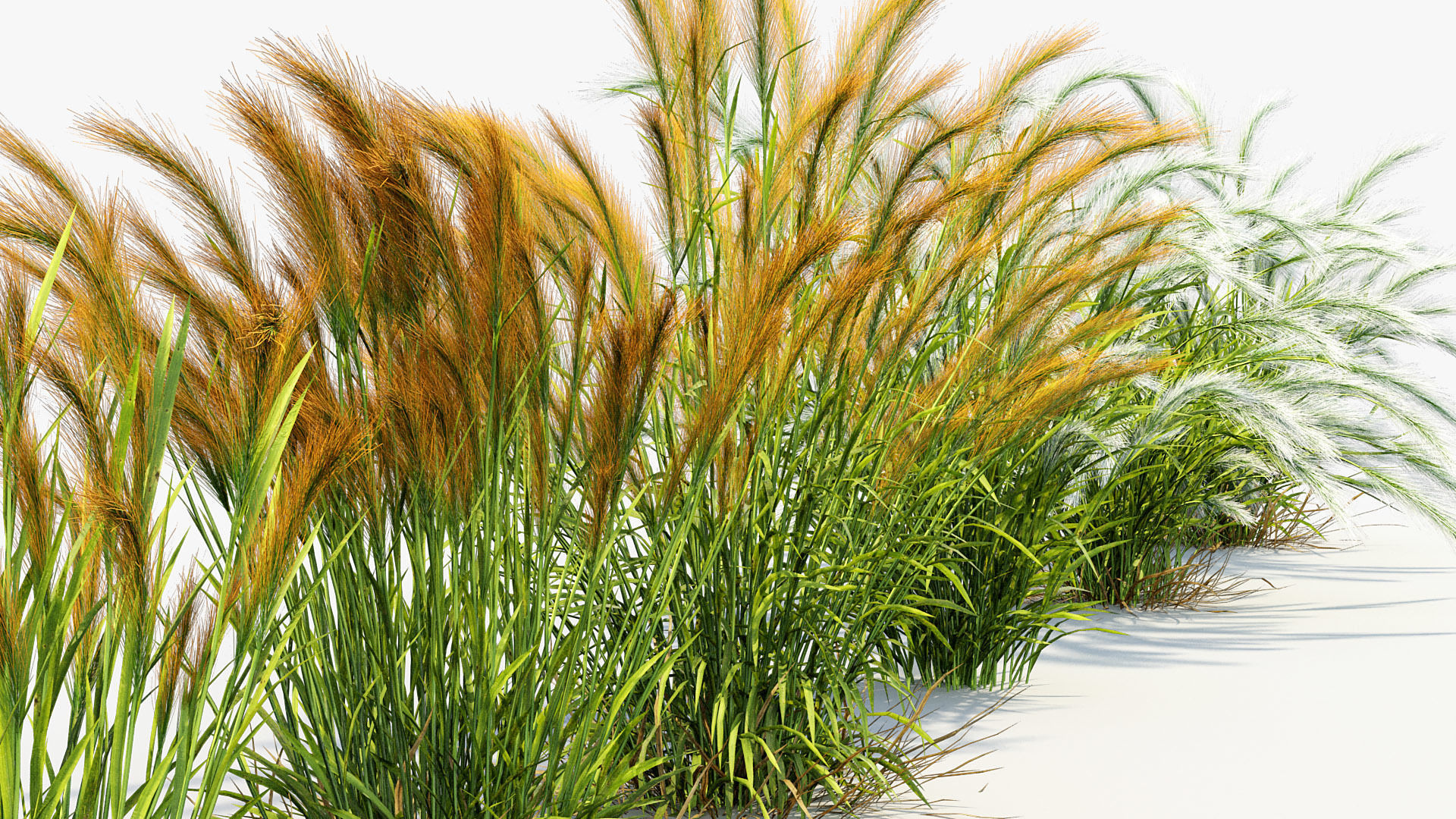 Hordeum jubatum Foxtail barley 3D Model 02 3D model | CGTrader