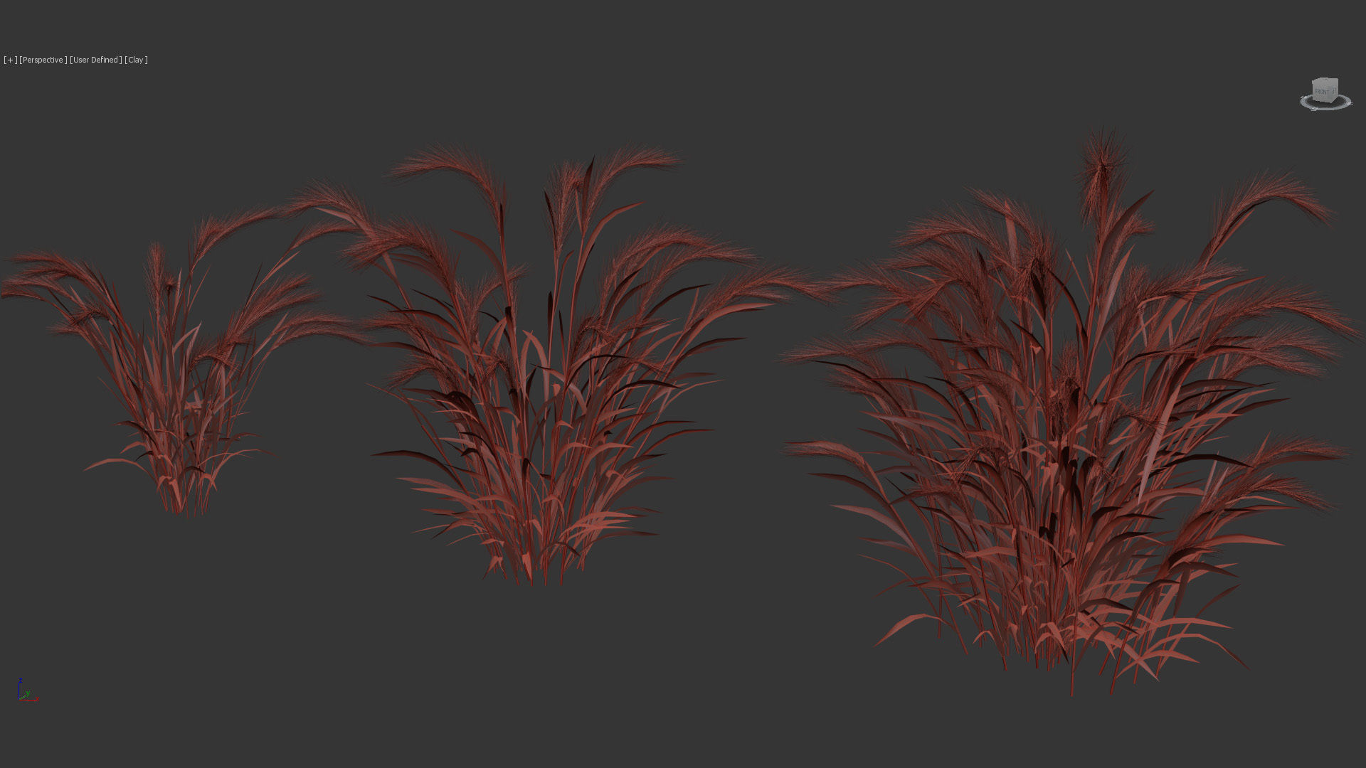 Hordeum jubatum Foxtail barley 3D Model 01 3D model | CGTrader