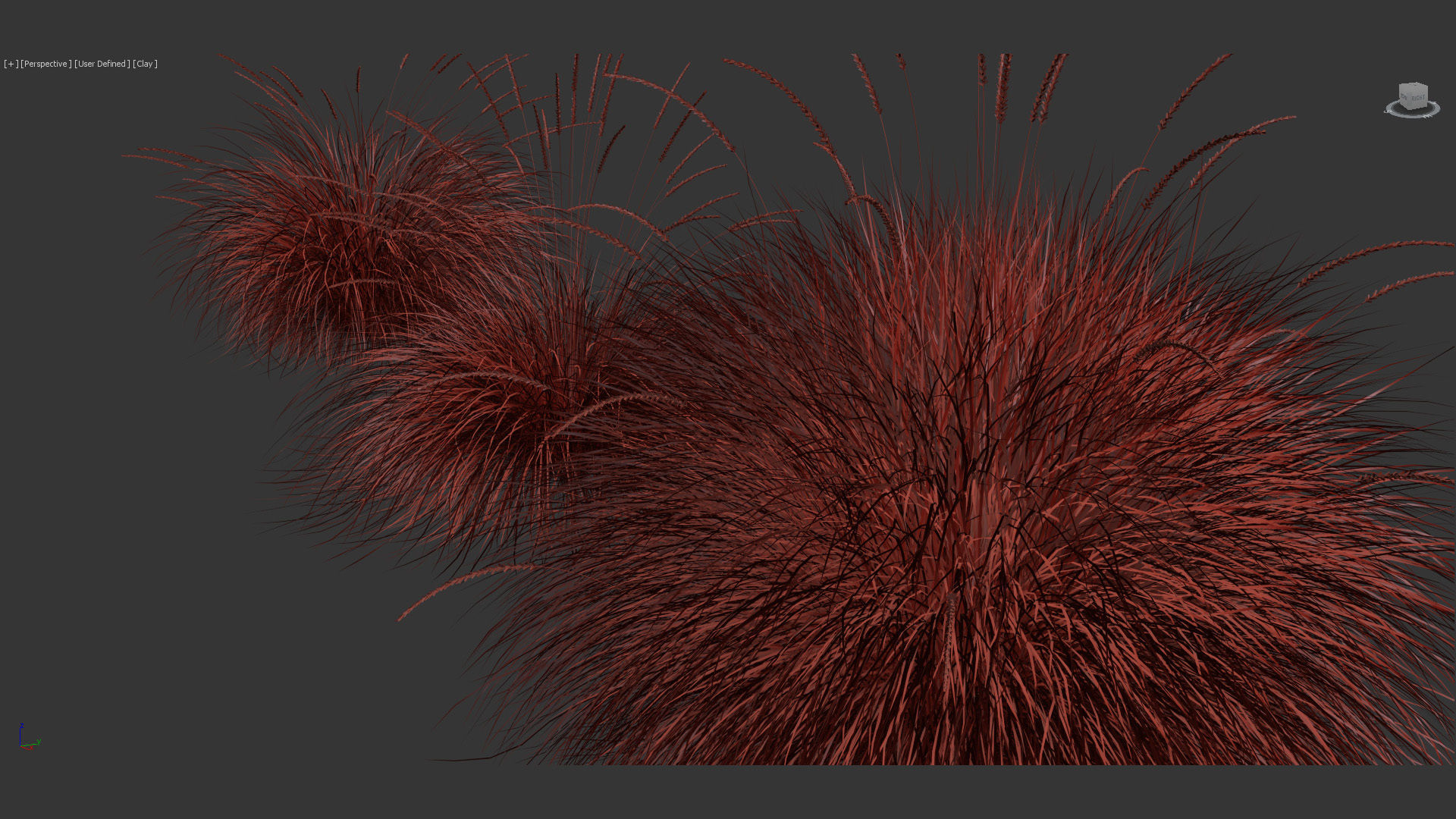 Festuca mairei Atlas fescue 3D Model 02 3D model | CGTrader