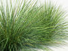 Festuca mairei Atlas fescue 3D Model 01 3D model | CGTrader