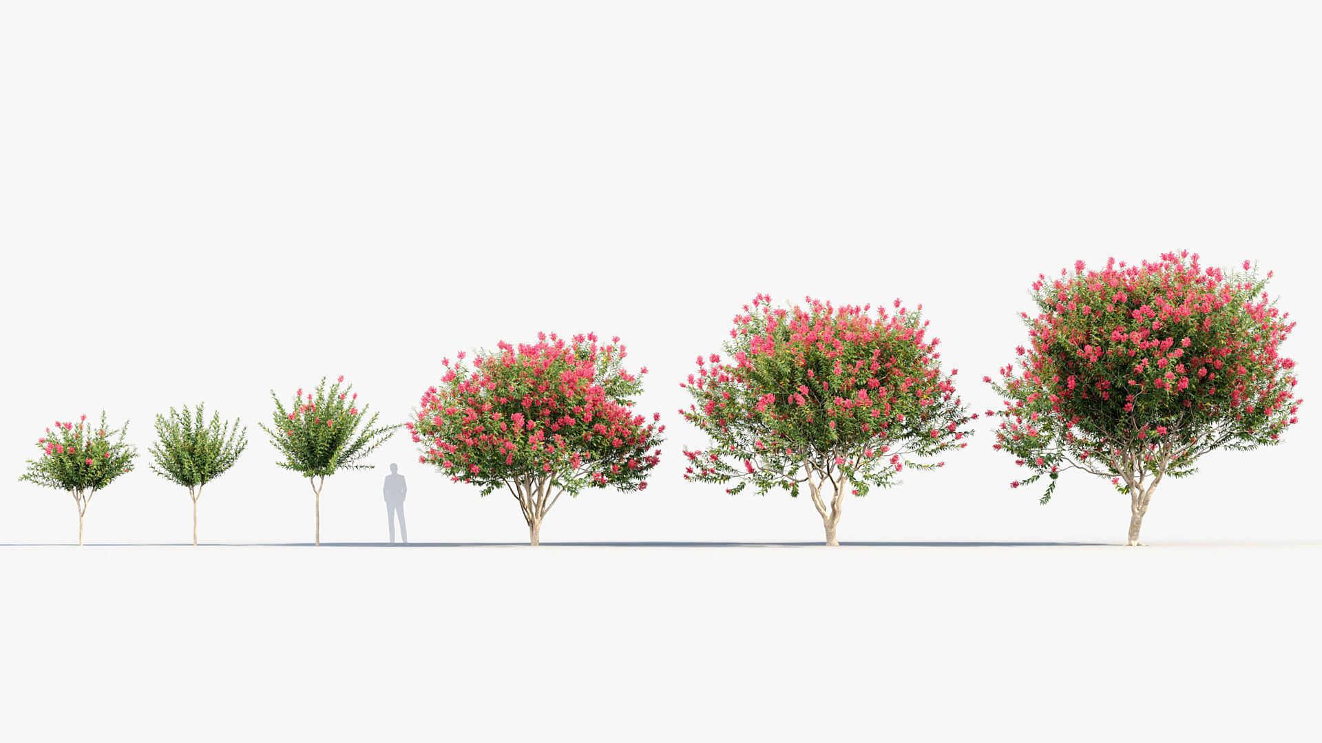Myrtle Myrtus communis 3D model | CGTrader