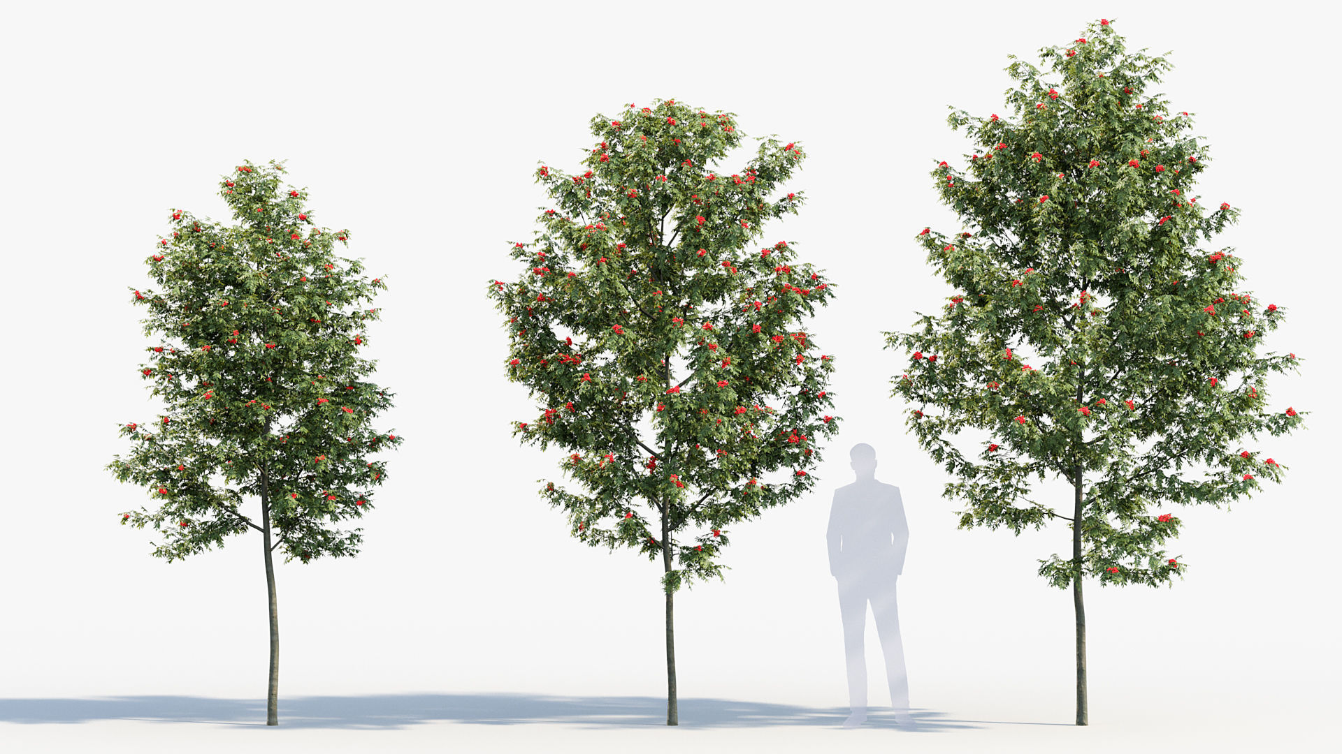 Sorbus aucuparia European mountain ash 3D model | CGTrader