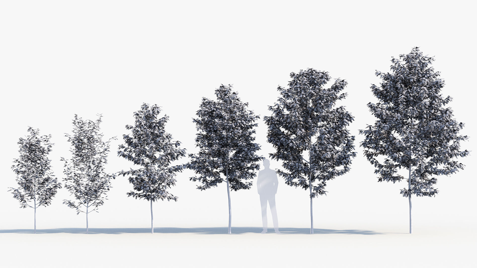 Sorbus aucuparia European mountain ash 3D model | CGTrader