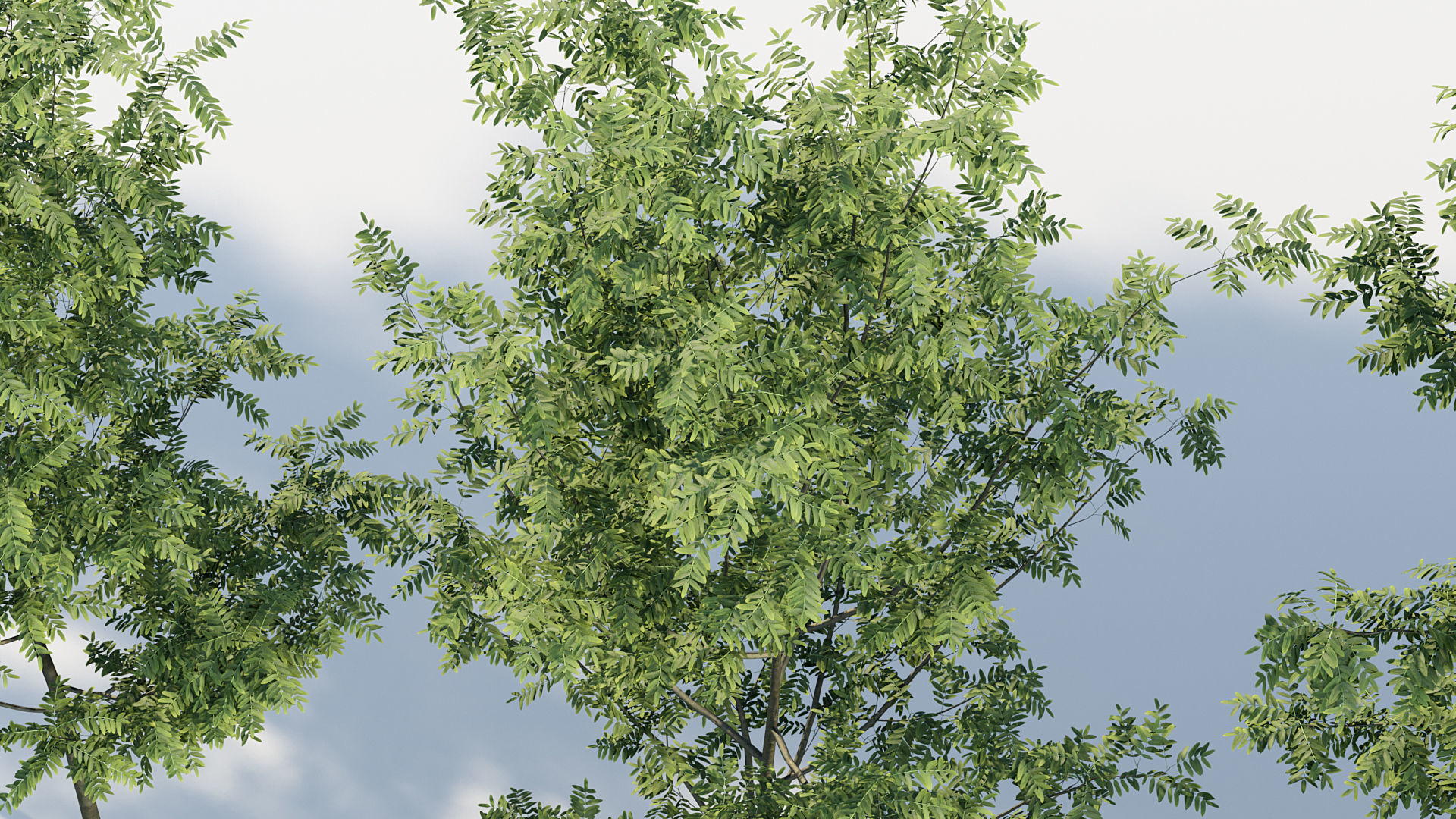 Sorbus aucuparia European mountain ash 3D model | CGTrader