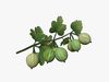 3D model Gooseberry sprig stylized plant VR / AR / low-poly | CGTrader
