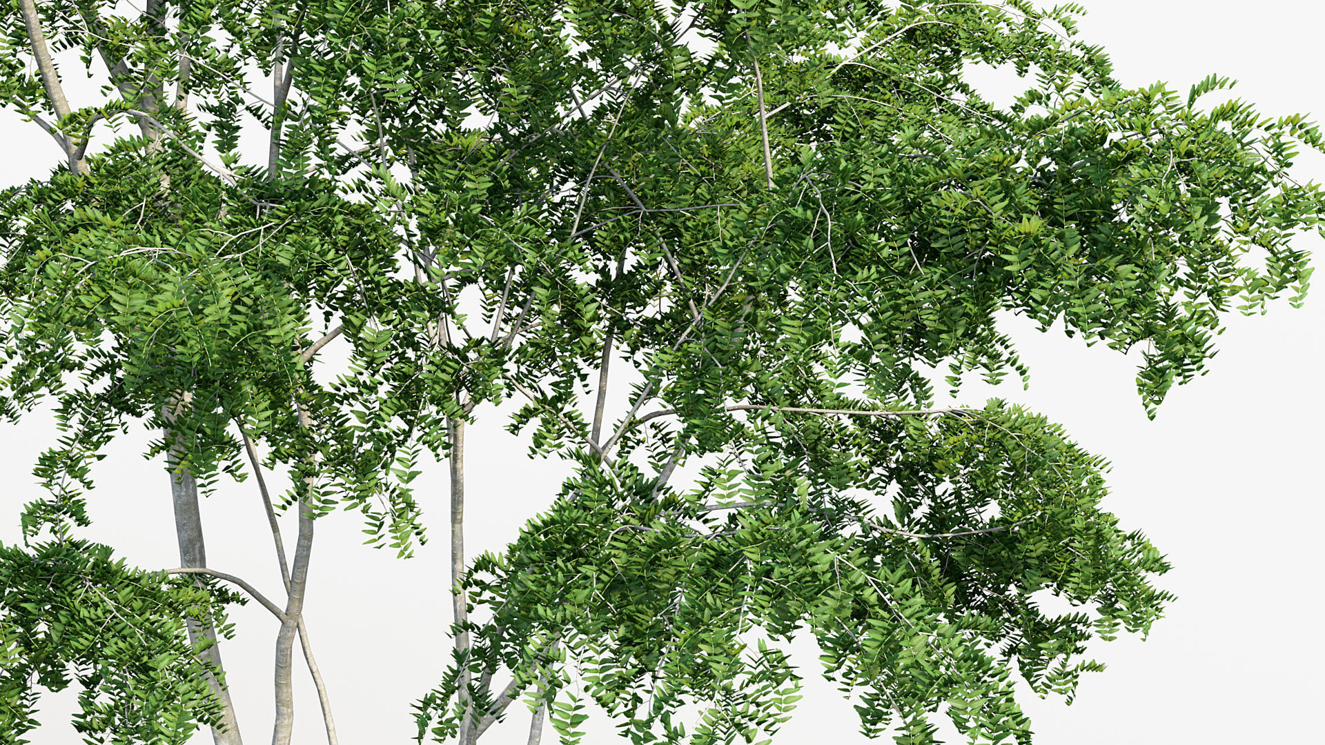 Gleditsia triacanthos Honey locust 3D model | CGTrader