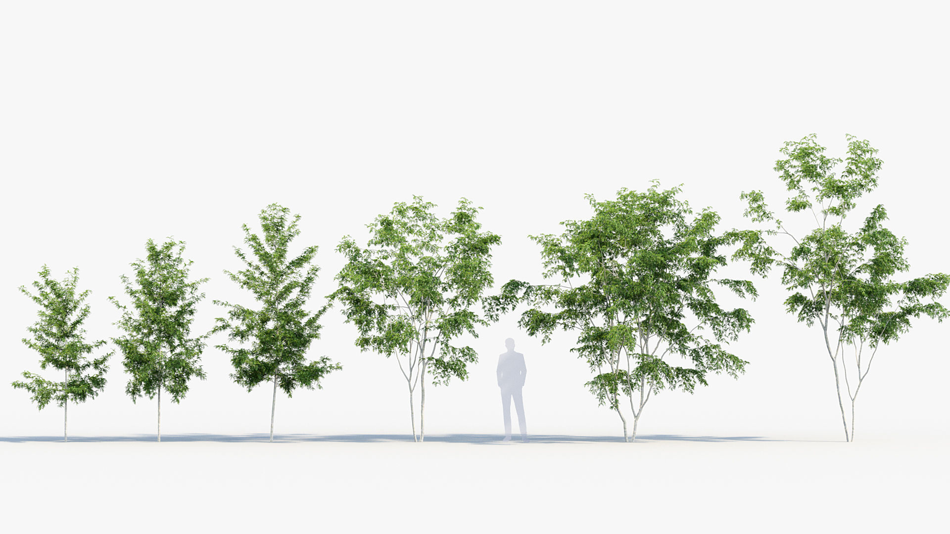 Gleditsia triacanthos Honey locust 3D model | CGTrader