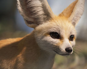 Fennec shand 3D Models | CGTrader