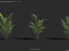 Maxtree Plant Models Vol 78 - Mesh 3D model | CGTrader