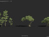 Maxtree Plant Models Vol 78 - Mesh 3D model | CGTrader