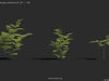 Maxtree Plant Models Vol 78 - Mesh 3D model | CGTrader