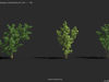 Maxtree Plant Models Vol 78 - Mesh 3D model | CGTrader