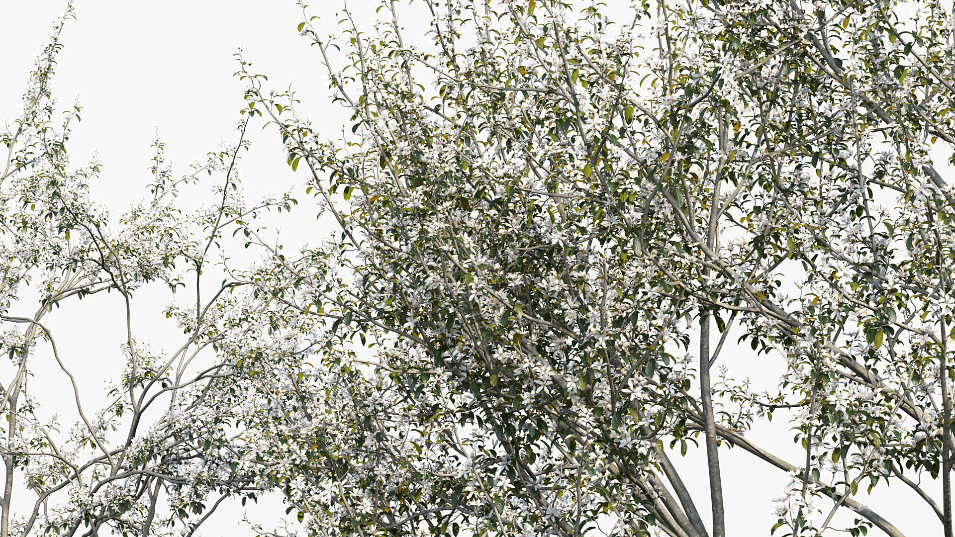 Amelanchier lamarckii Juneberry 3D model | CGTrader