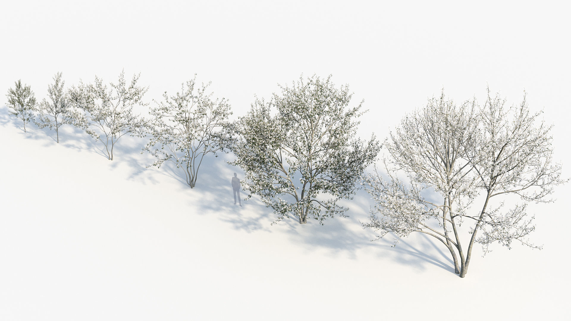 Amelanchier lamarckii Juneberry 3D model | CGTrader