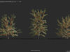 Maxtree Plant Models Vol 79 - Mesh 3D model | CGTrader