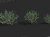 Maxtree Plant Models Vol 79 - Mesh 3D model | CGTrader
