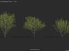 Maxtree Plant Models Vol 79 - Mesh 3D model | CGTrader