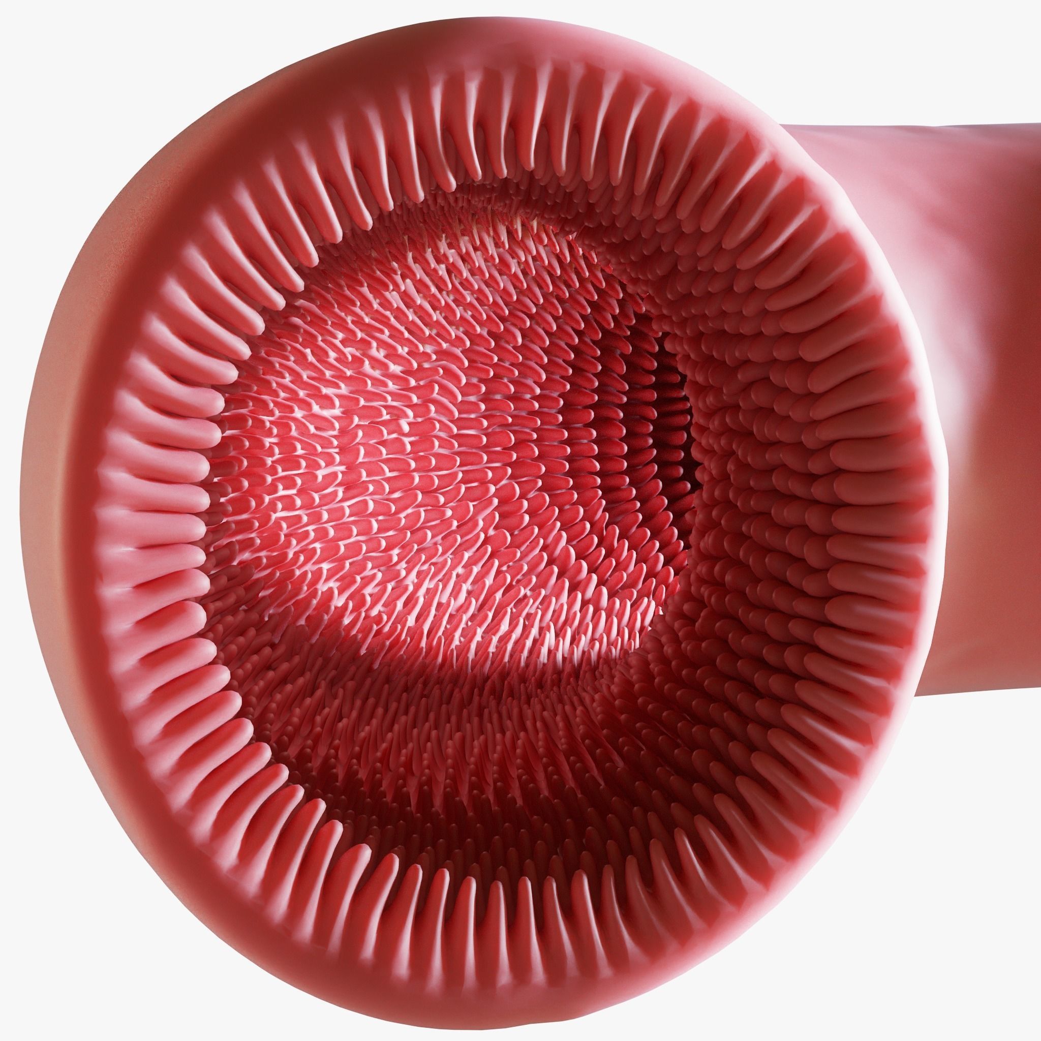 Intestinal villi Animation 3D model animated | CGTrader