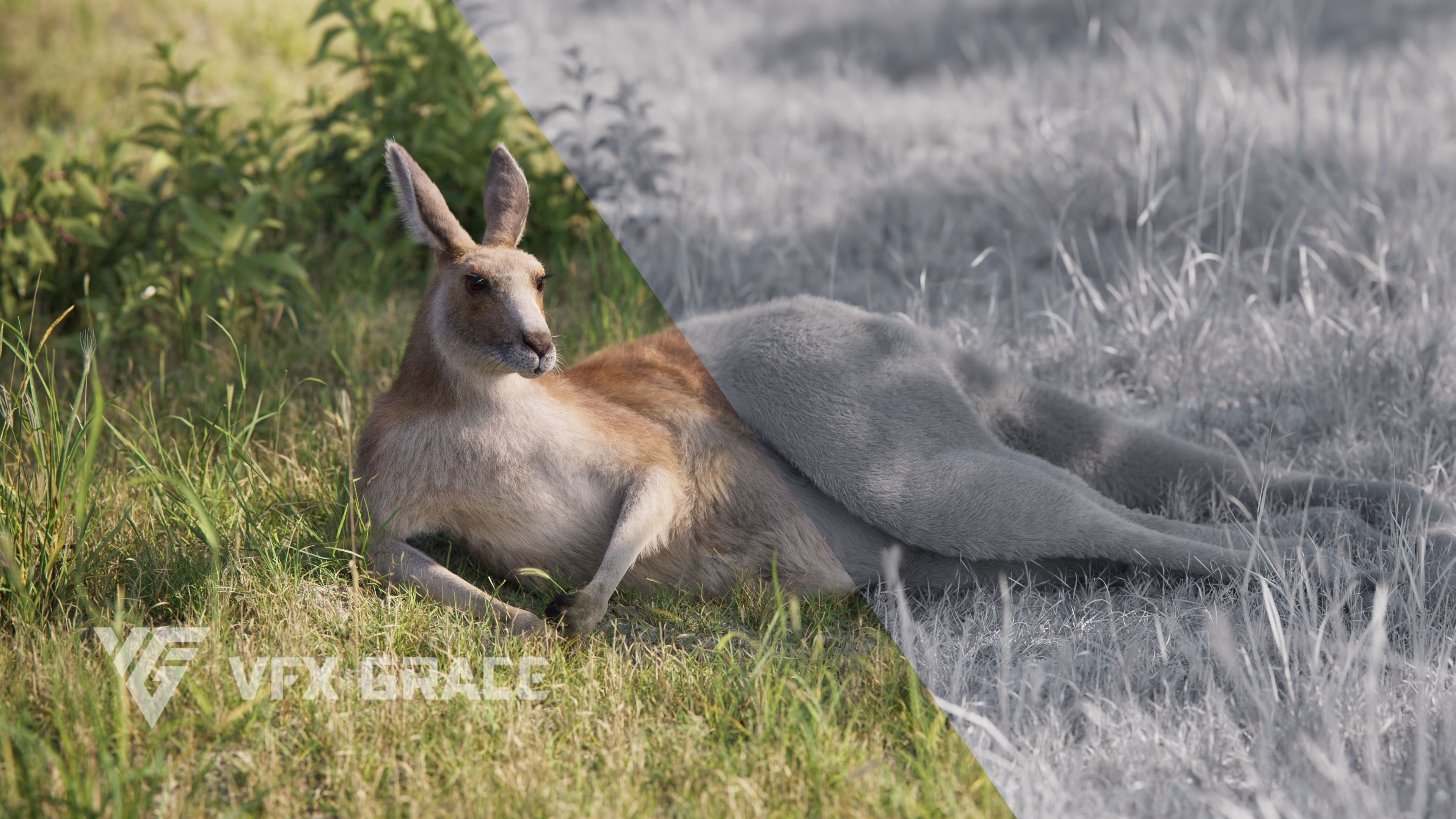 Female Kangaroo Animation VFX Grace 3D model animated rigged | CGTrader