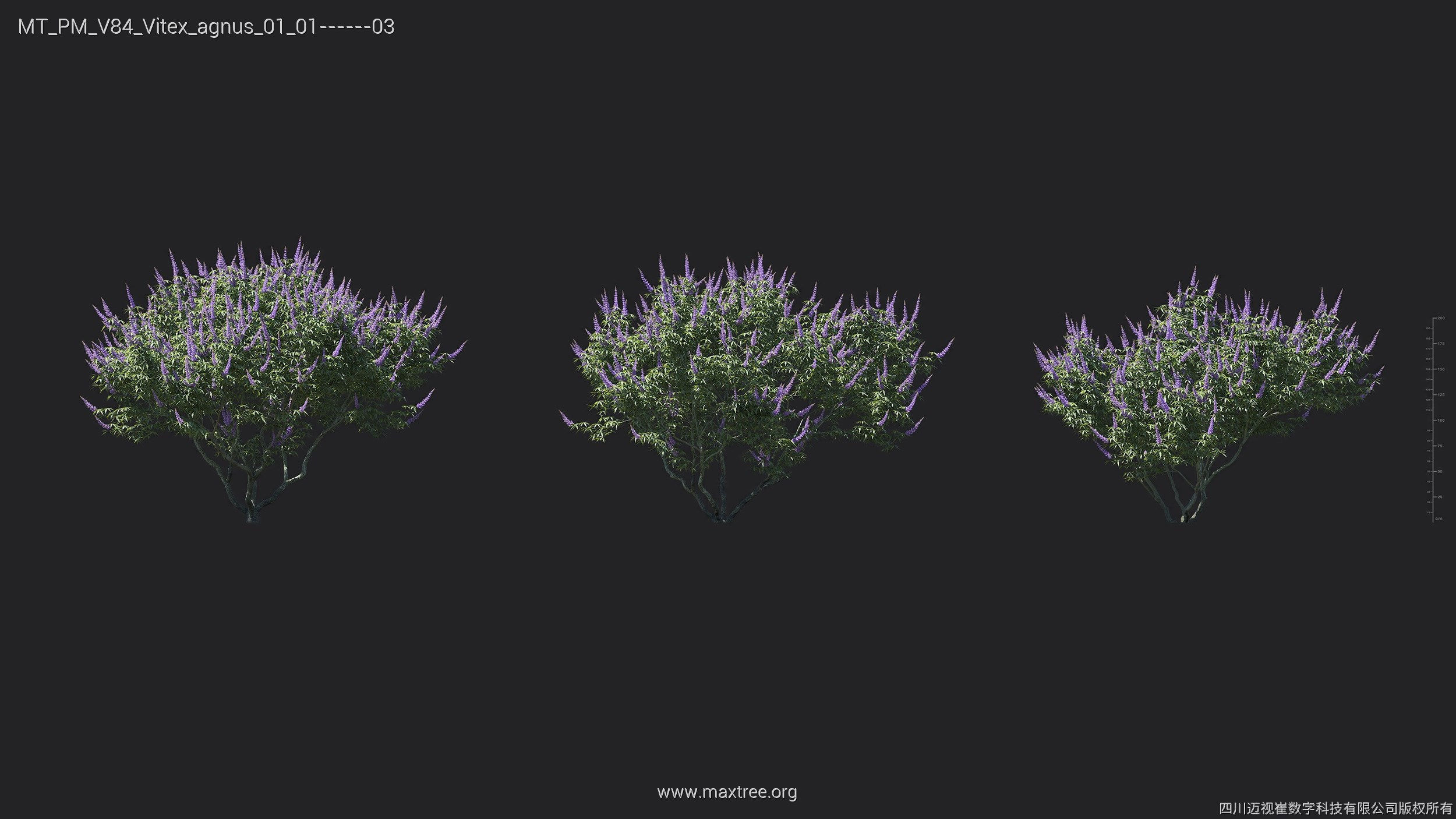 Maxtree Plant Models Vol 84 - Mesh 3D model | CGTrader
