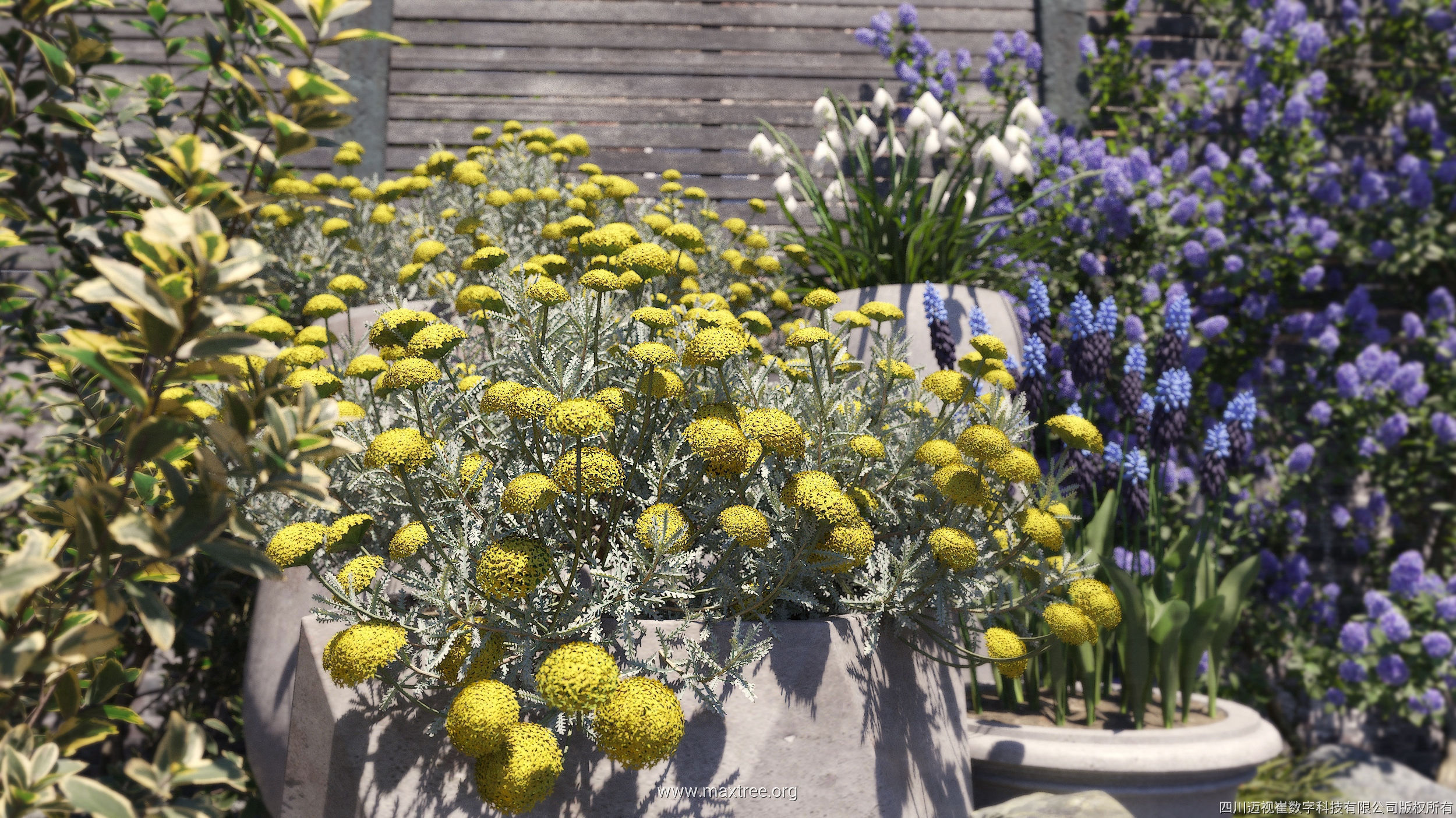 Maxtree Plant Models Vol 84 - Mesh 3D model | CGTrader