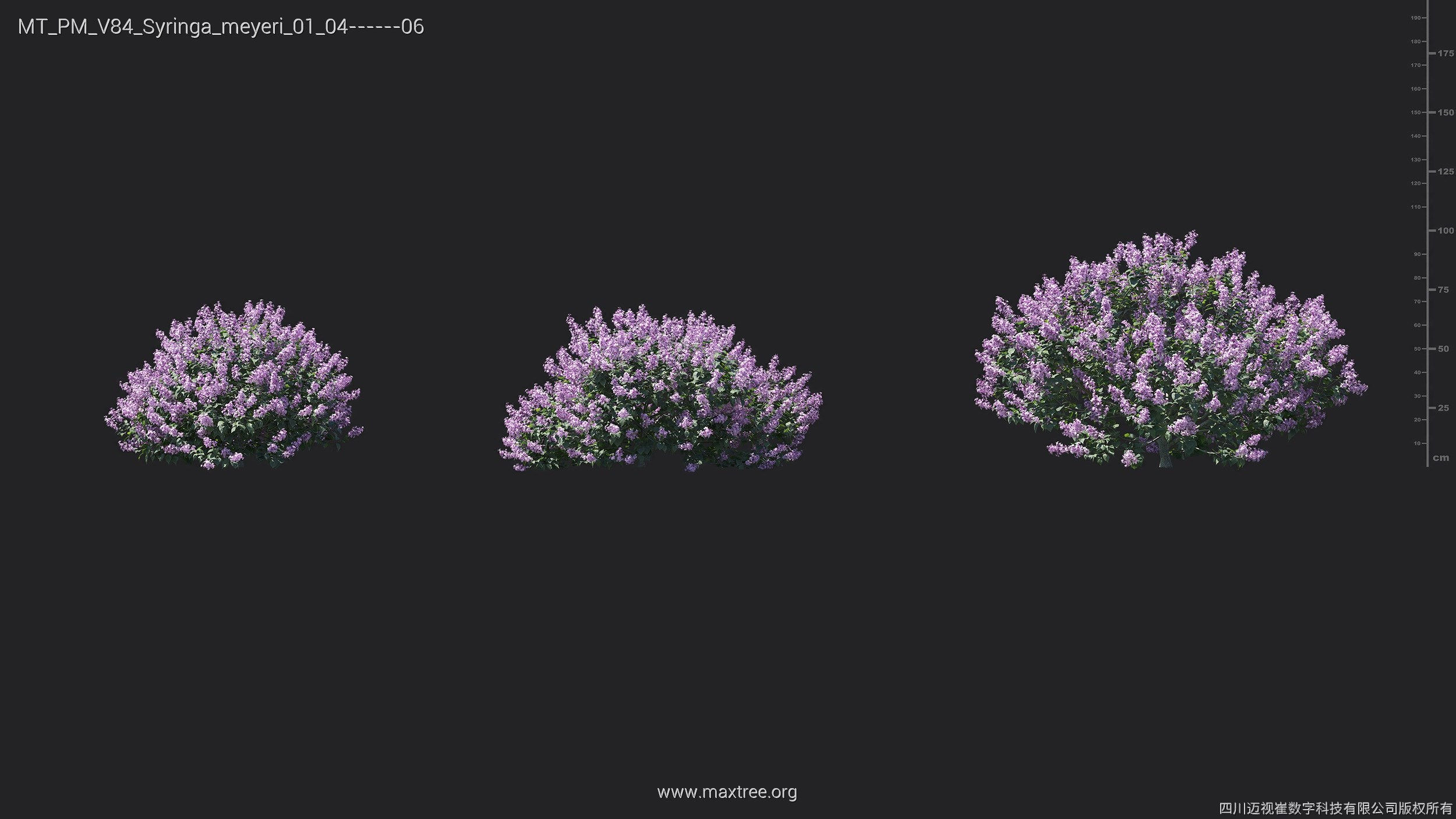 Maxtree Plant Models Vol 84 - Mesh 3D model | CGTrader