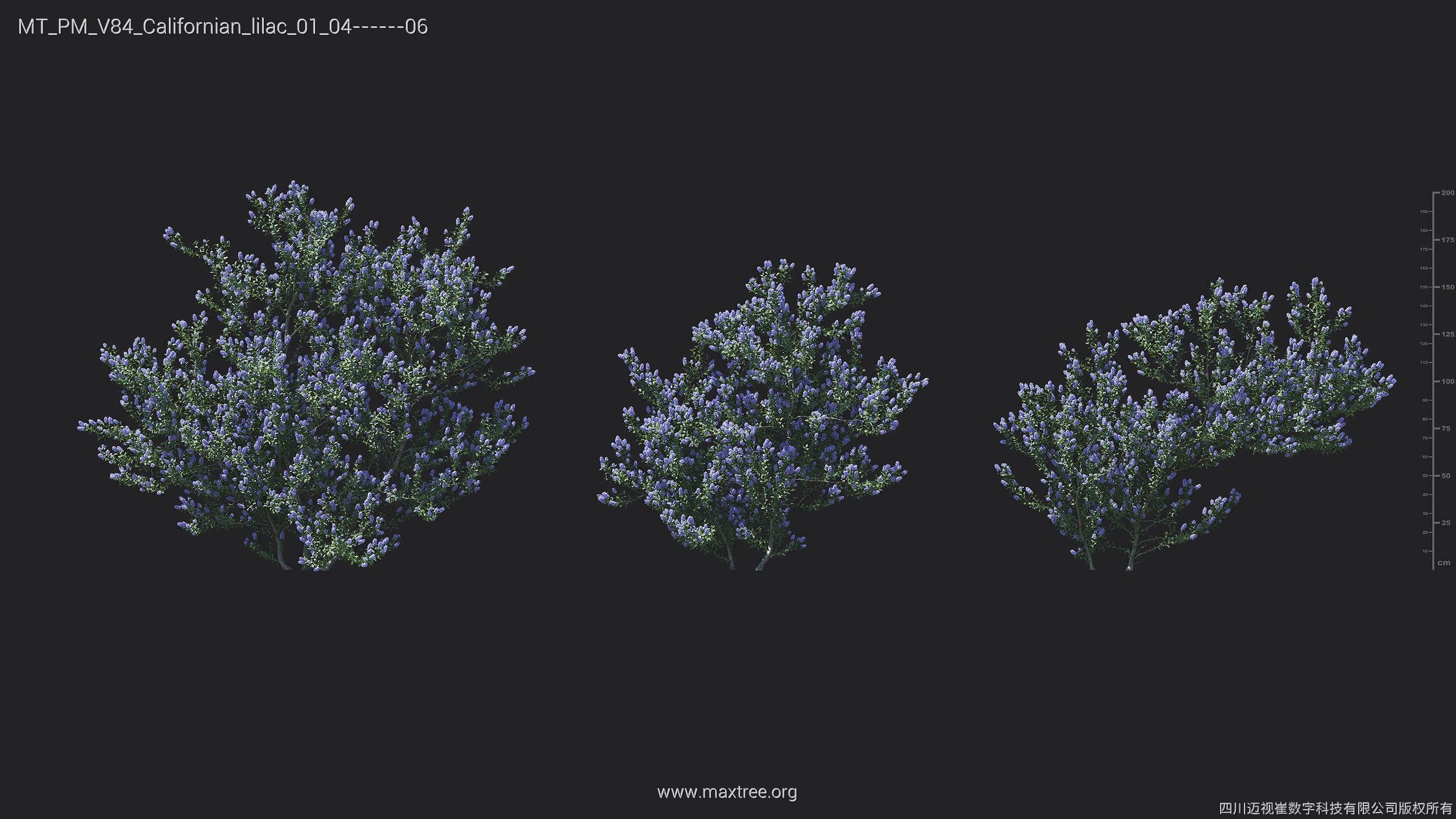 Maxtree Plant Models Vol 84 - Mesh 3D model | CGTrader