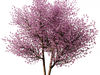Spring Tree SetV1 3D model | CGTrader
