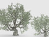 Live Oak Tree-S3 3D model | CGTrader