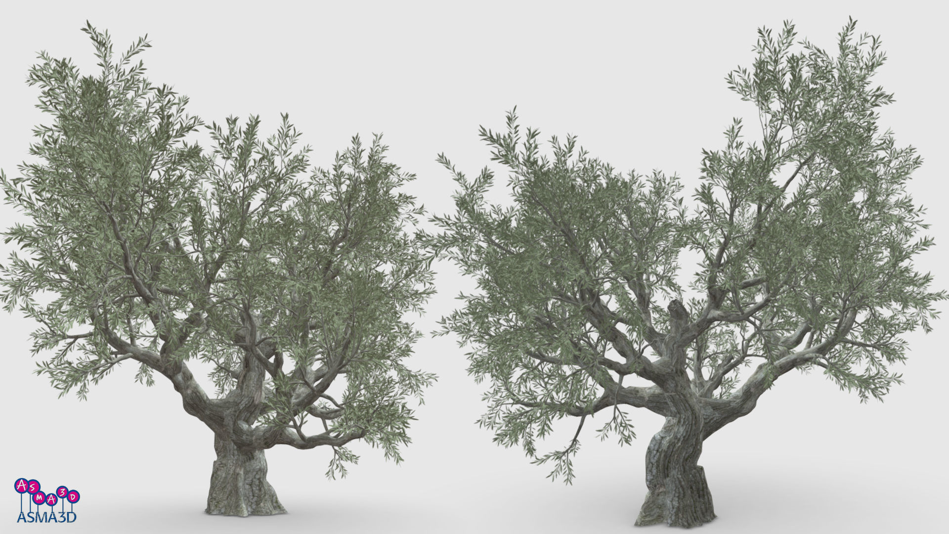 Live Oak Tree-S3 3D model | CGTrader