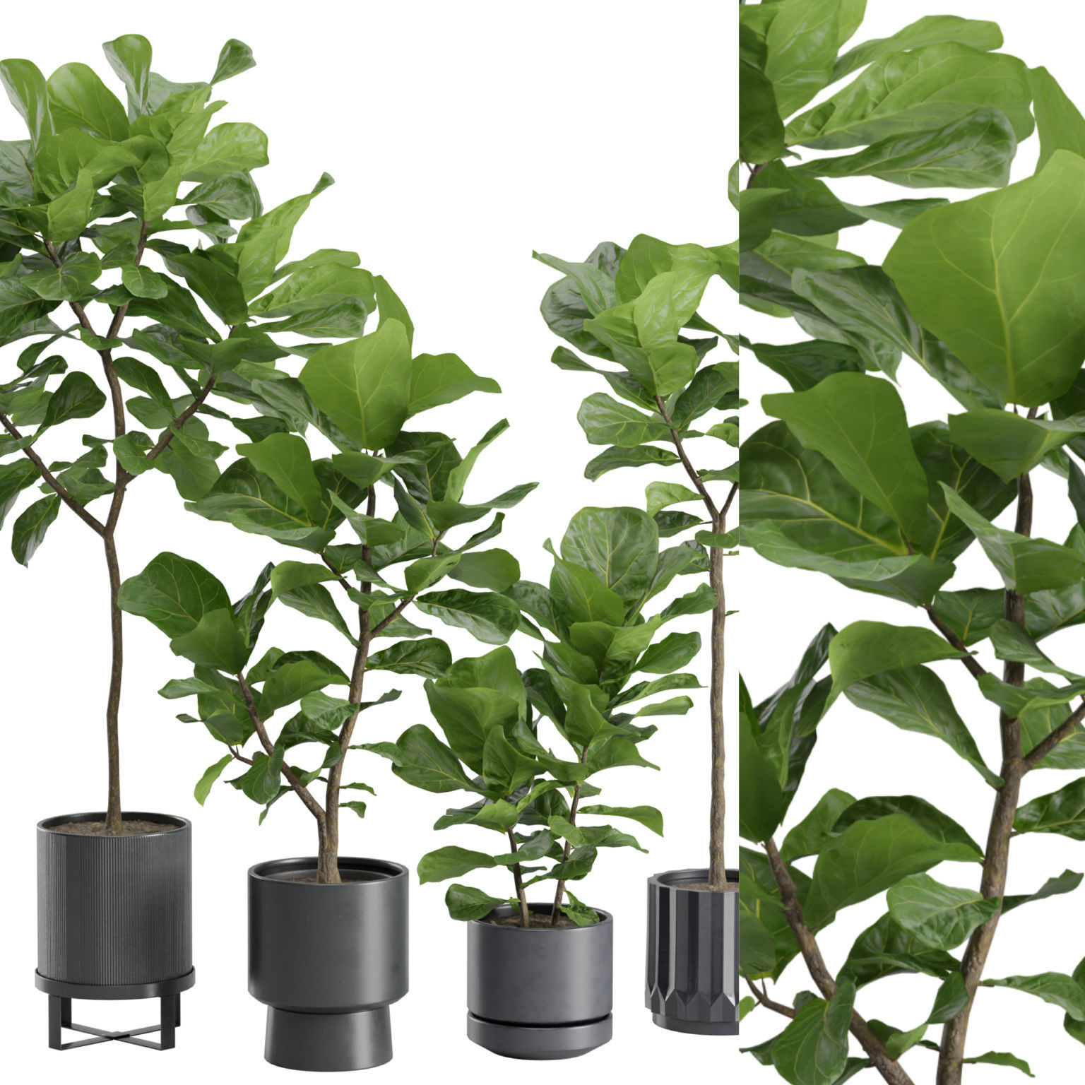 Ficus Lyrata in Dark Planters 3D model | CGTrader