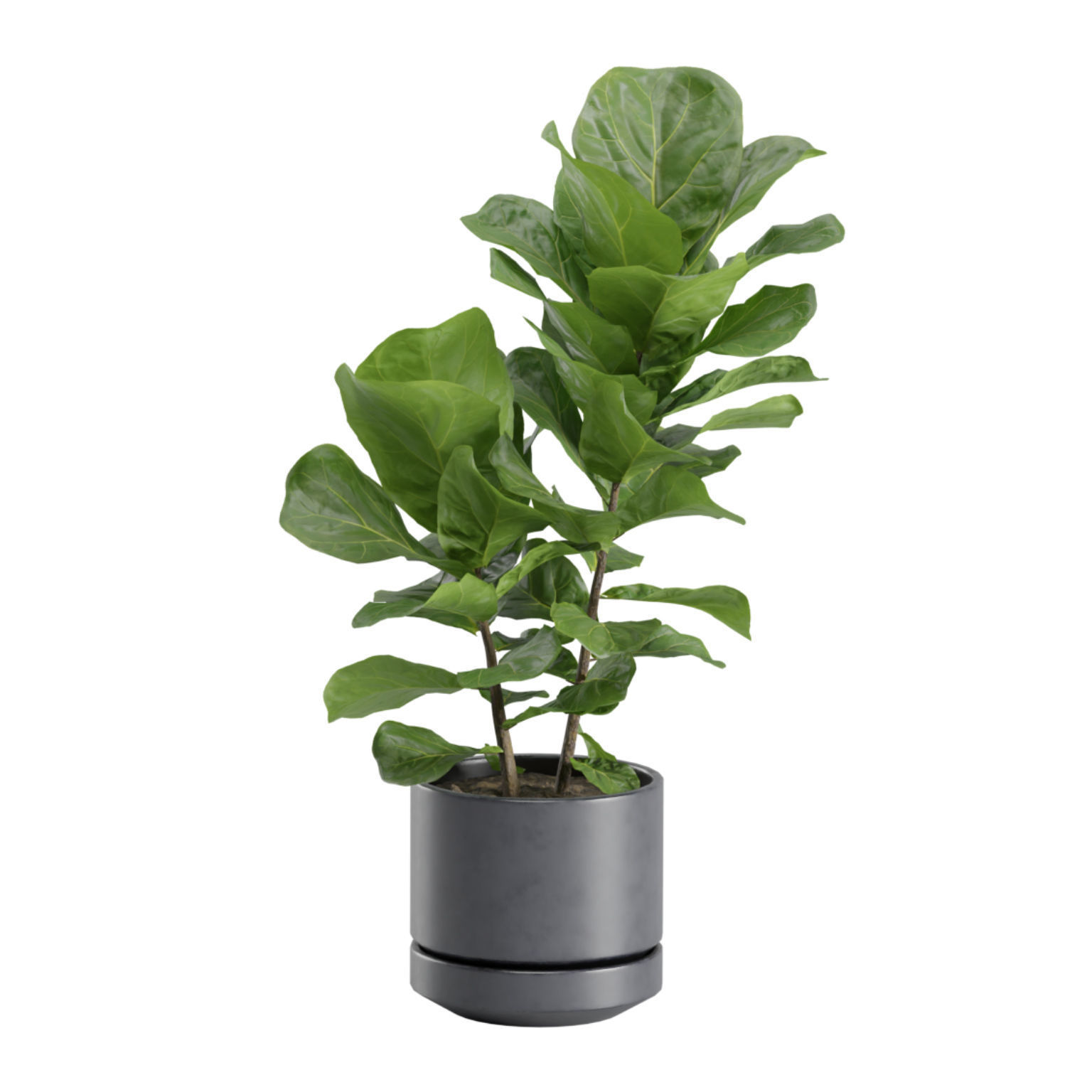 Ficus Lyrata in Dark Planters 3D model | CGTrader
