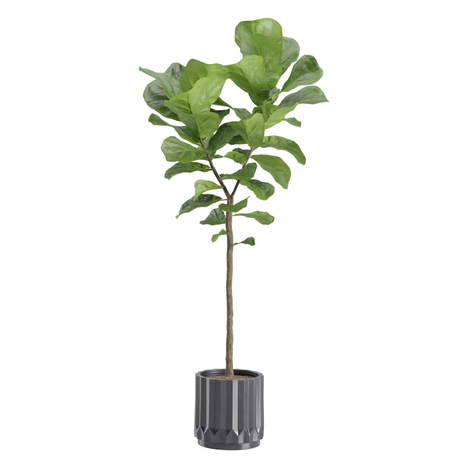 Ficus Lyrata in Dark Planters 3D model | CGTrader