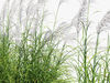Miscanthus sacchariflorus Amur silver grass 3D Model 01 3D model | CGTrader
