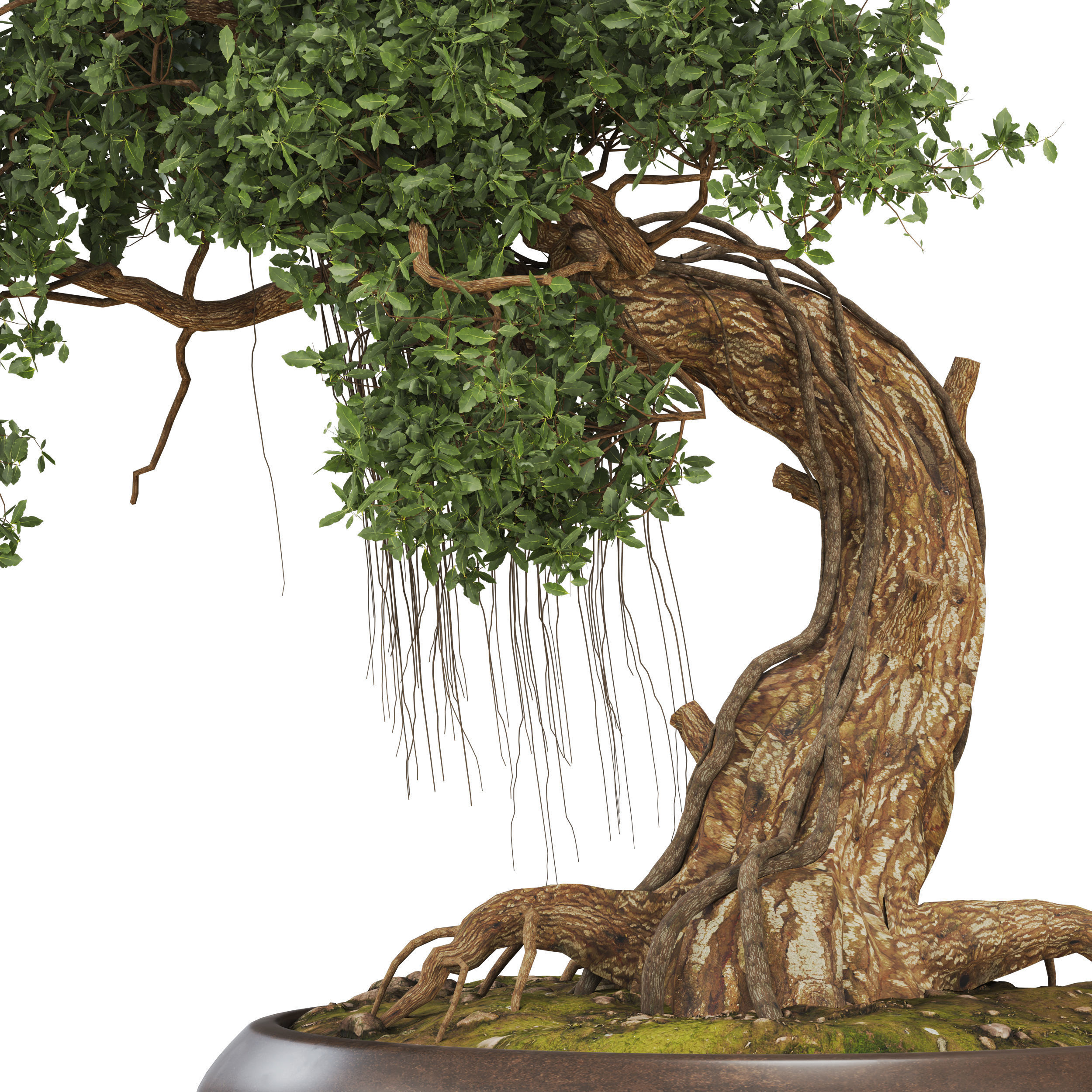 bonsai 06 3D model | CGTrader