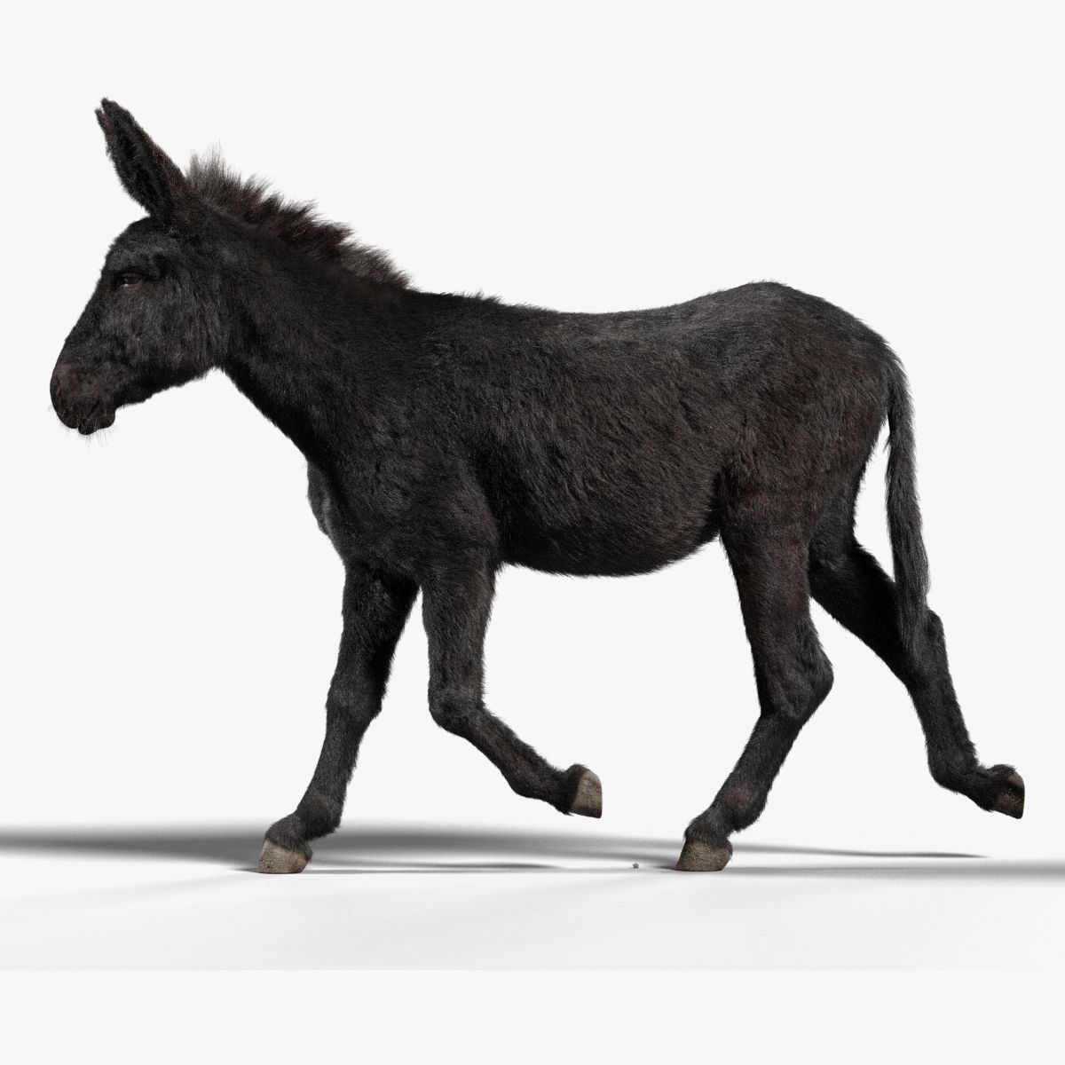 Donkey winter Animation VFX Grace 3D model animated rigged | CGTrader