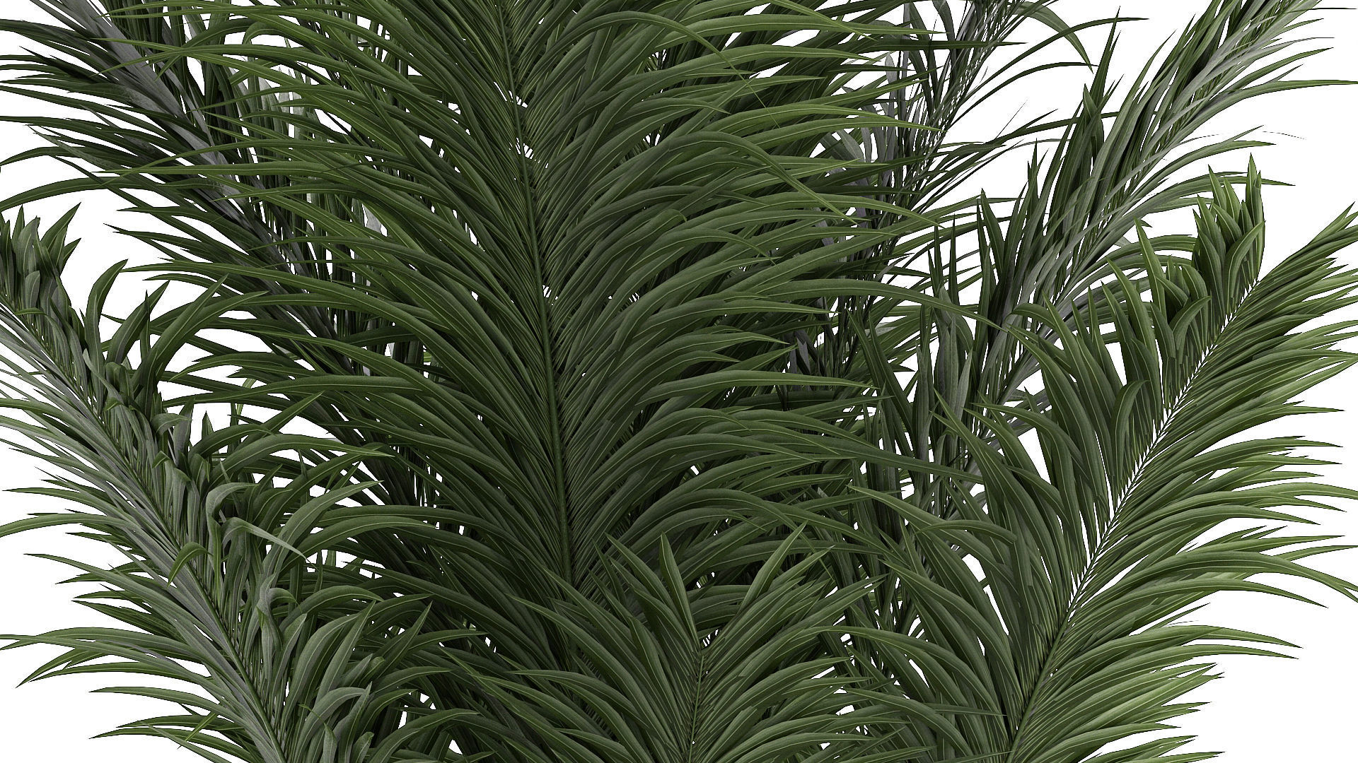Beautiful Howea forsteriana palm trees in flower pots 1268 3D model ...