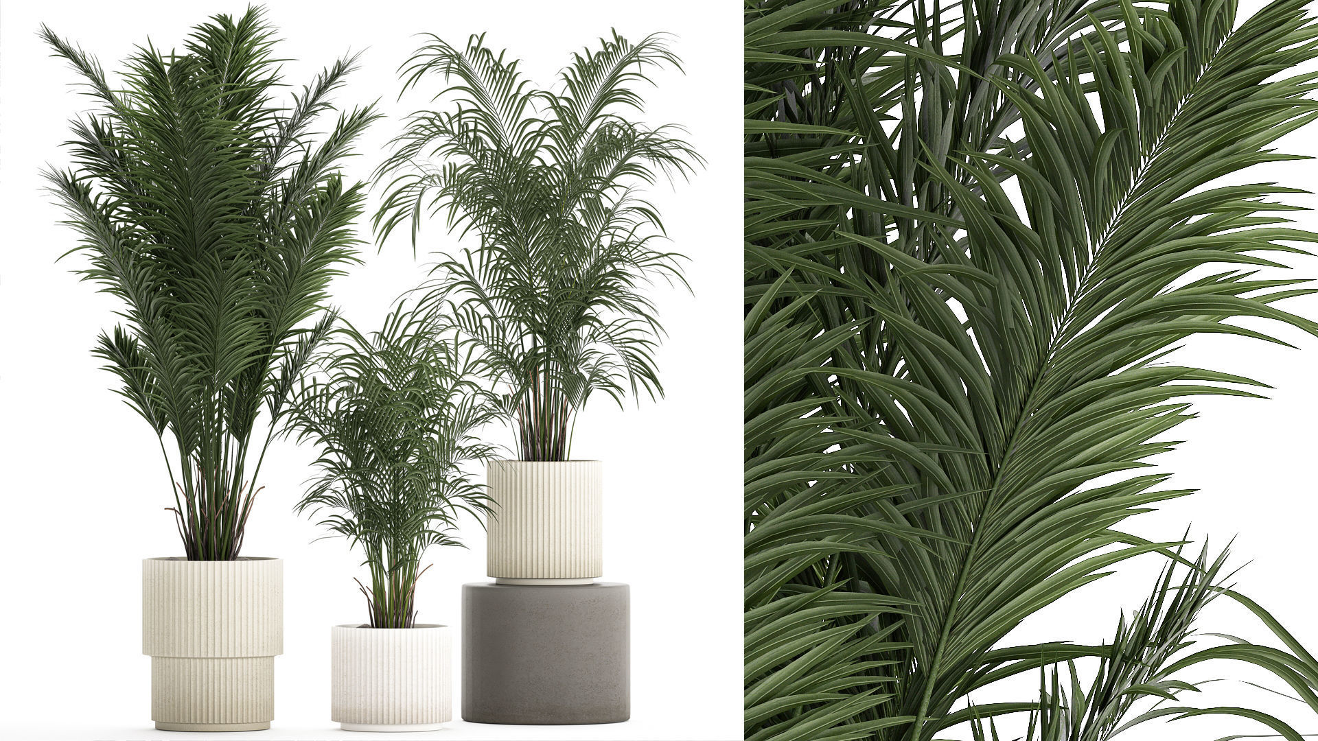 Beautiful Howea forsteriana palm trees in flower pots 1268 3D model ...
