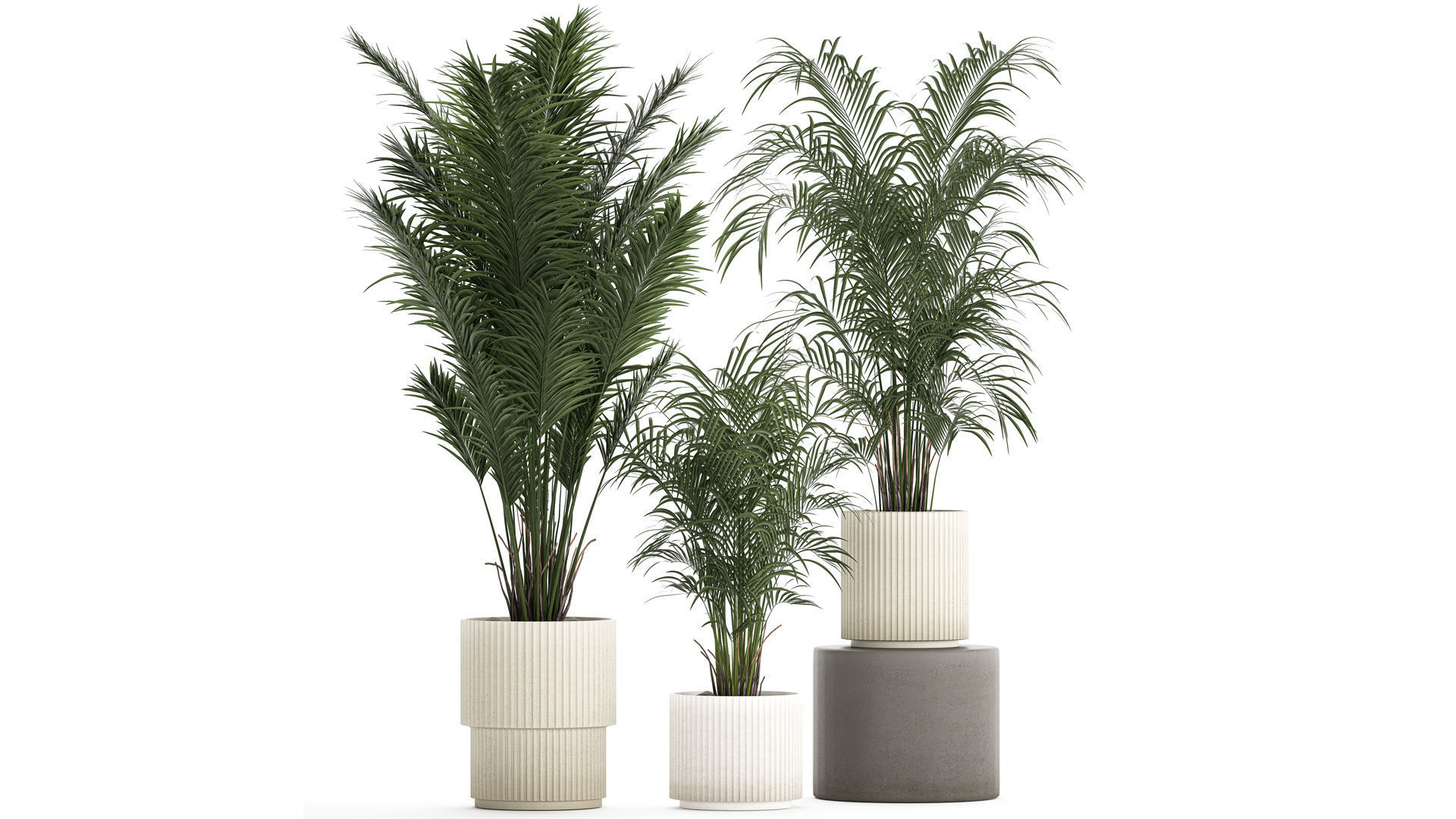 Beautiful Howea forsteriana palm trees in flower pots 1268 3D model ...