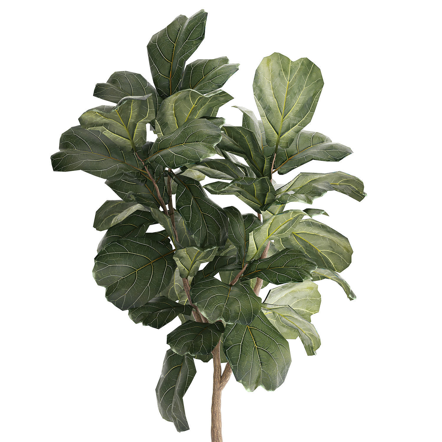 Beautiful Ficus lyrata trees in flowerpots 1269 3D model | CGTrader