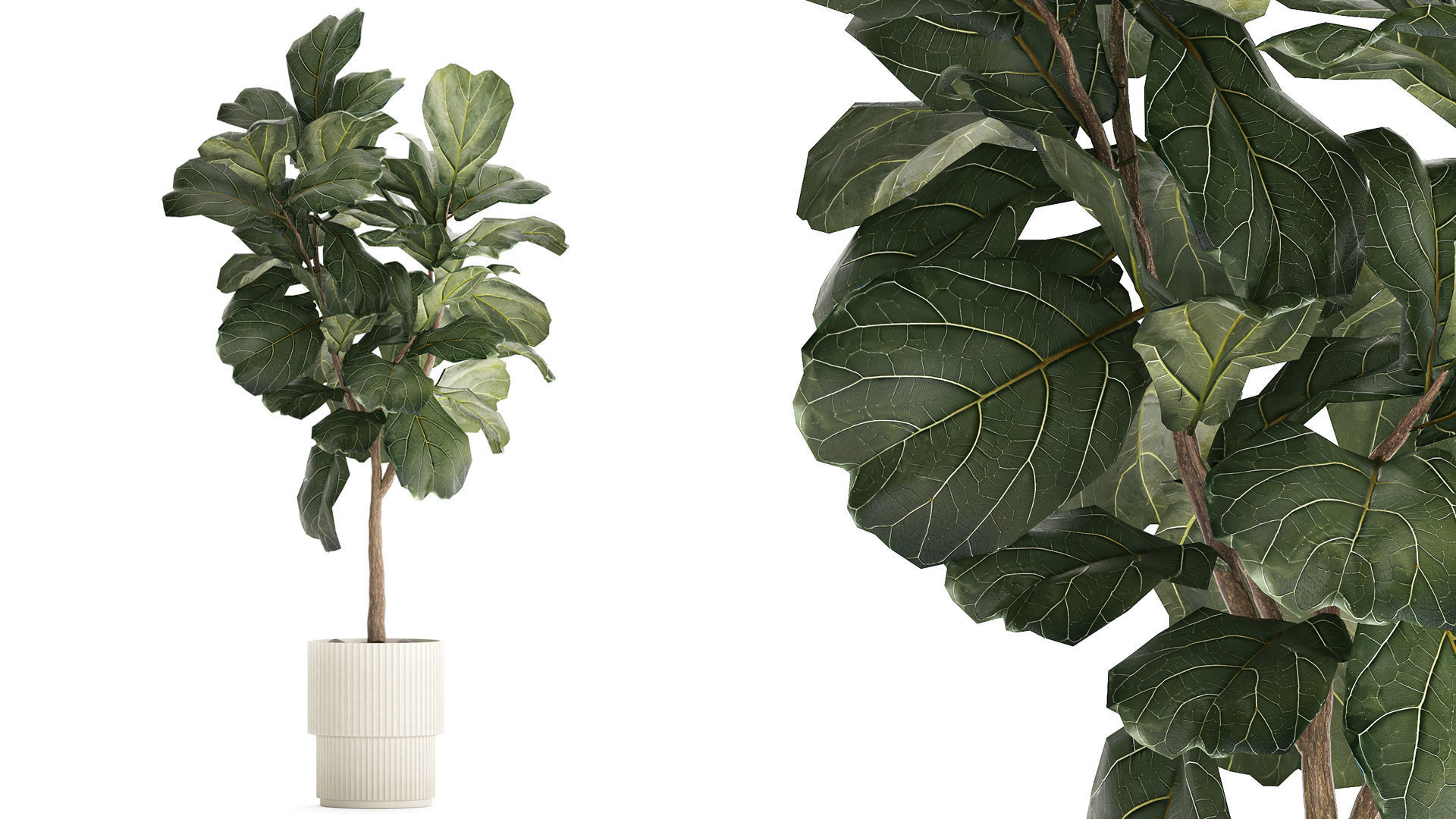Beautiful Ficus lyrata trees in flowerpots 1269 3D model | CGTrader