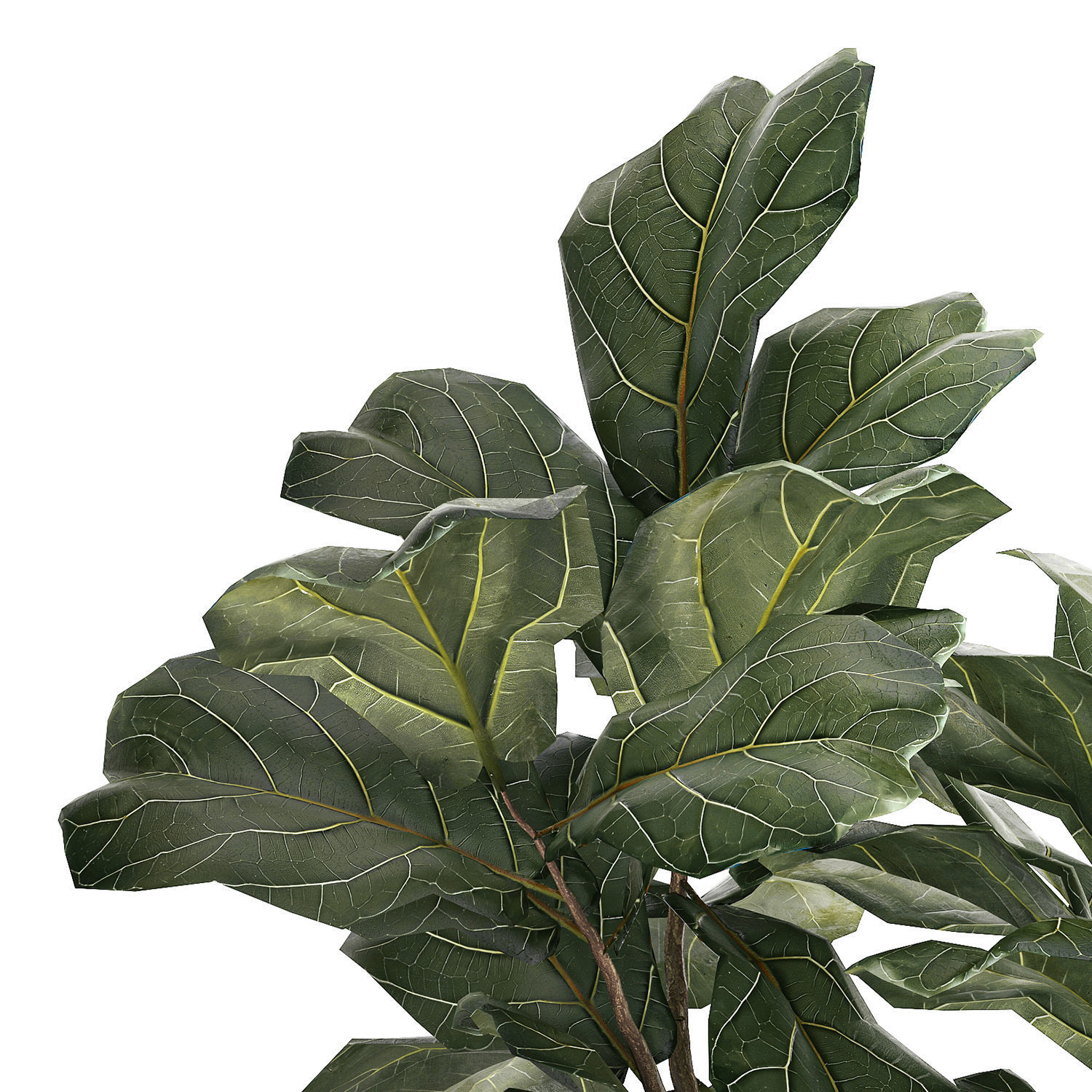Beautiful Ficus lyrata trees in flowerpots 1269 3D model | CGTrader