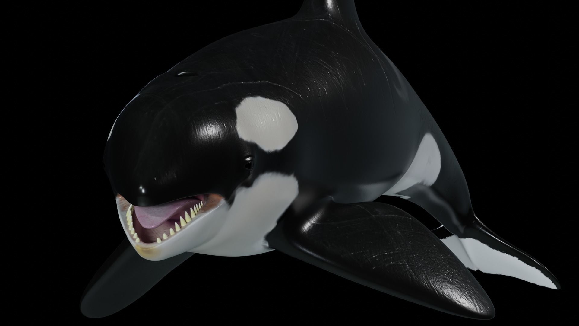 Killer Whale 3D model rigged | CGTrader