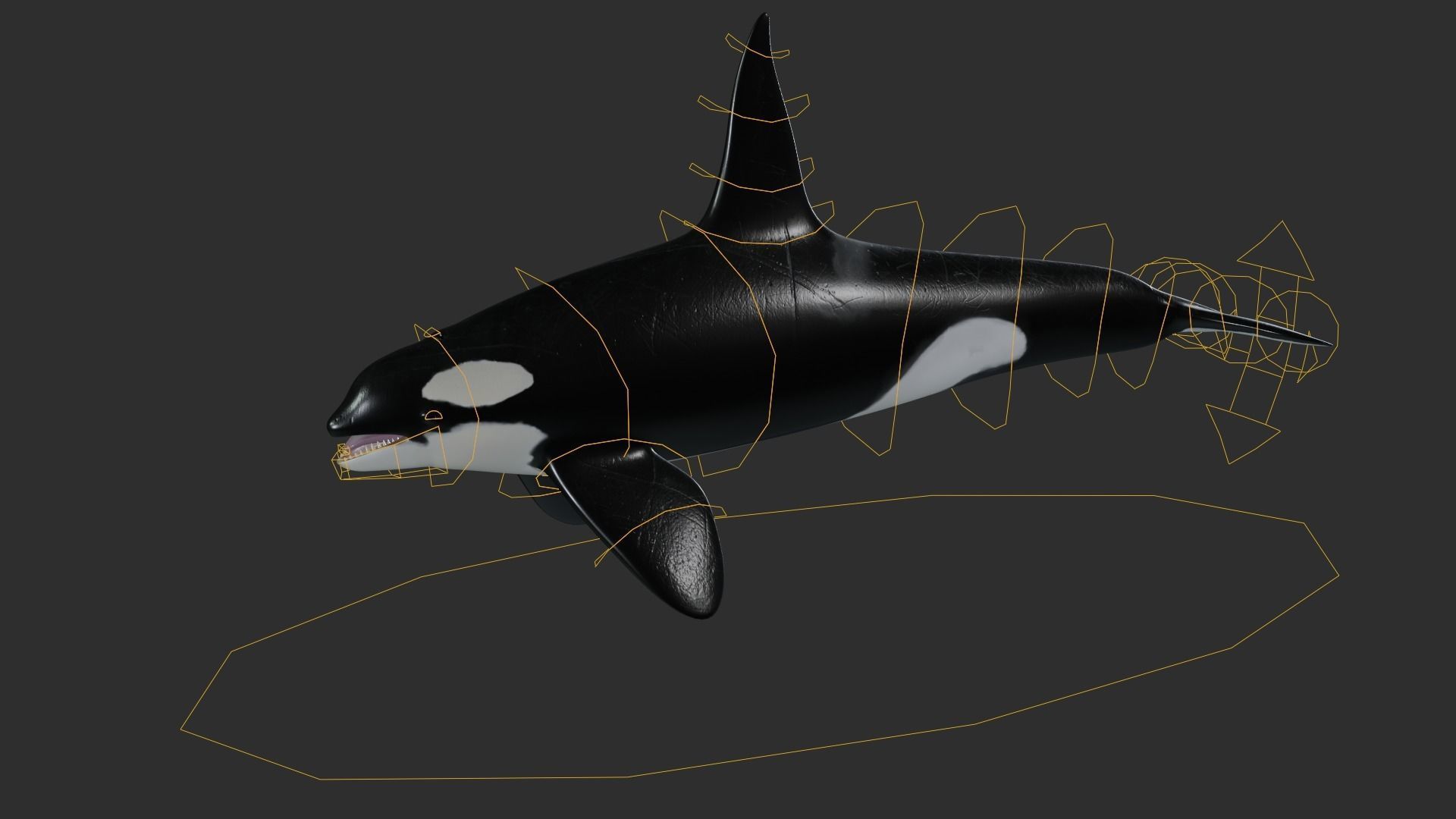 Killer Whale 3D model rigged | CGTrader