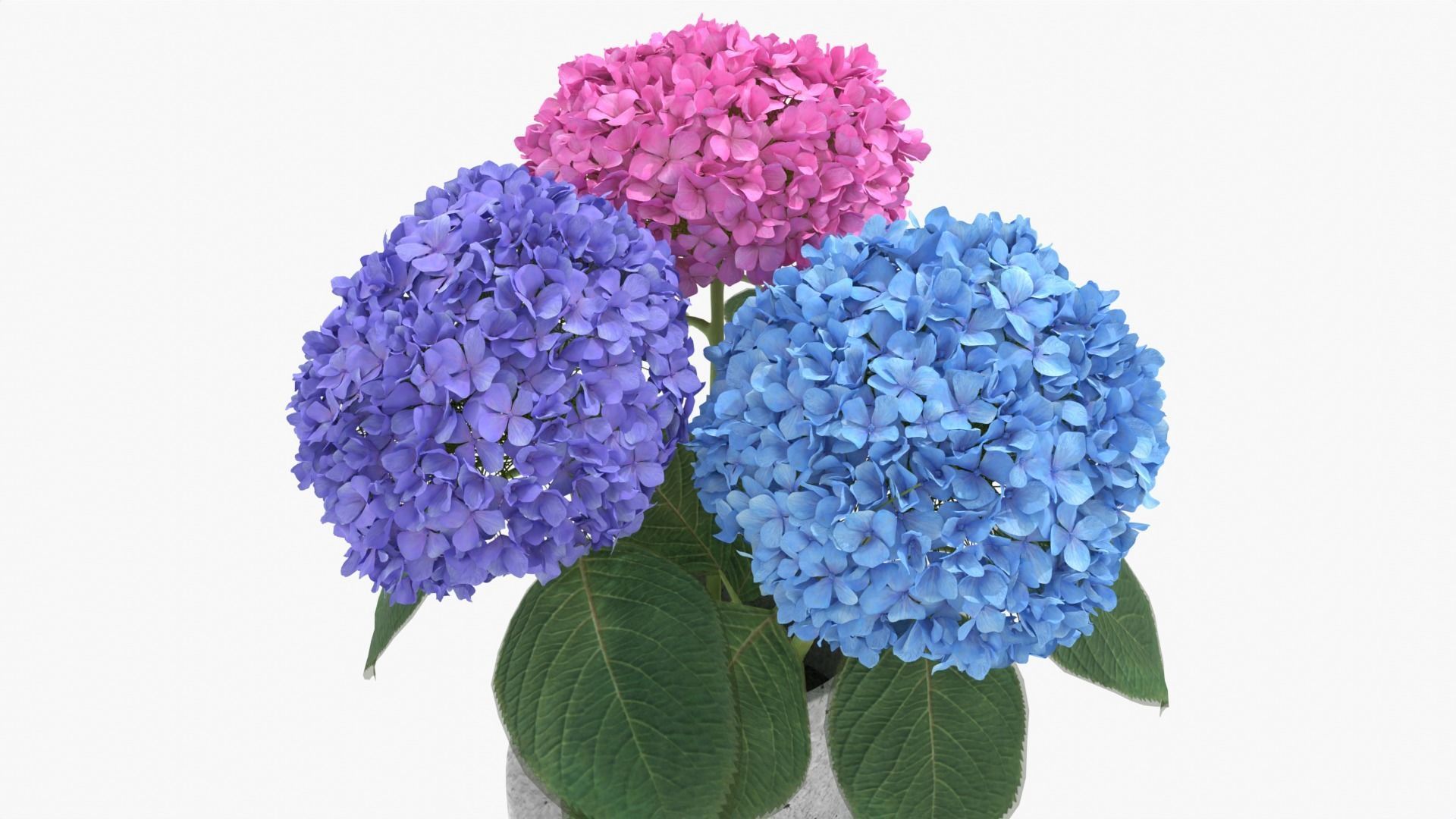 Hydrangea Flower Set 3D model | CGTrader