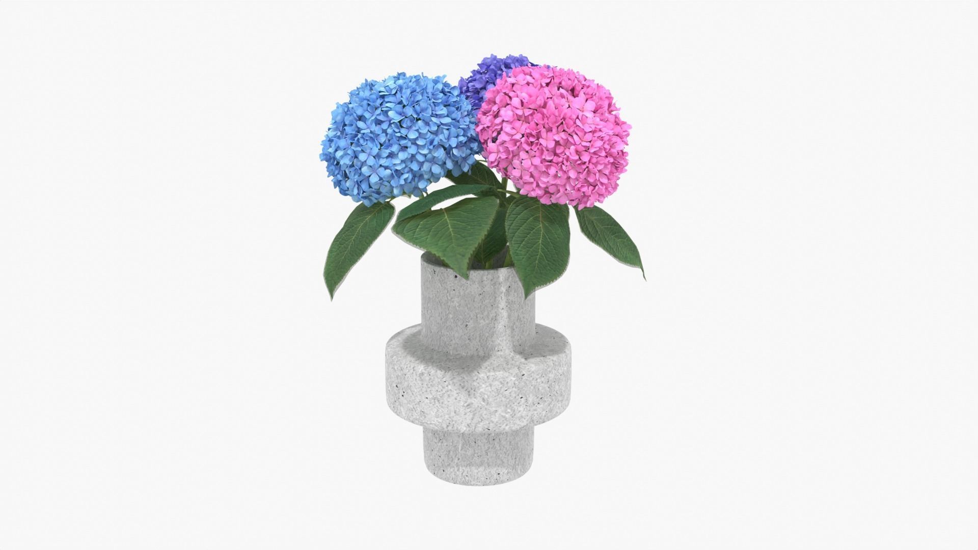 Hydrangea Flower Set 3D model | CGTrader