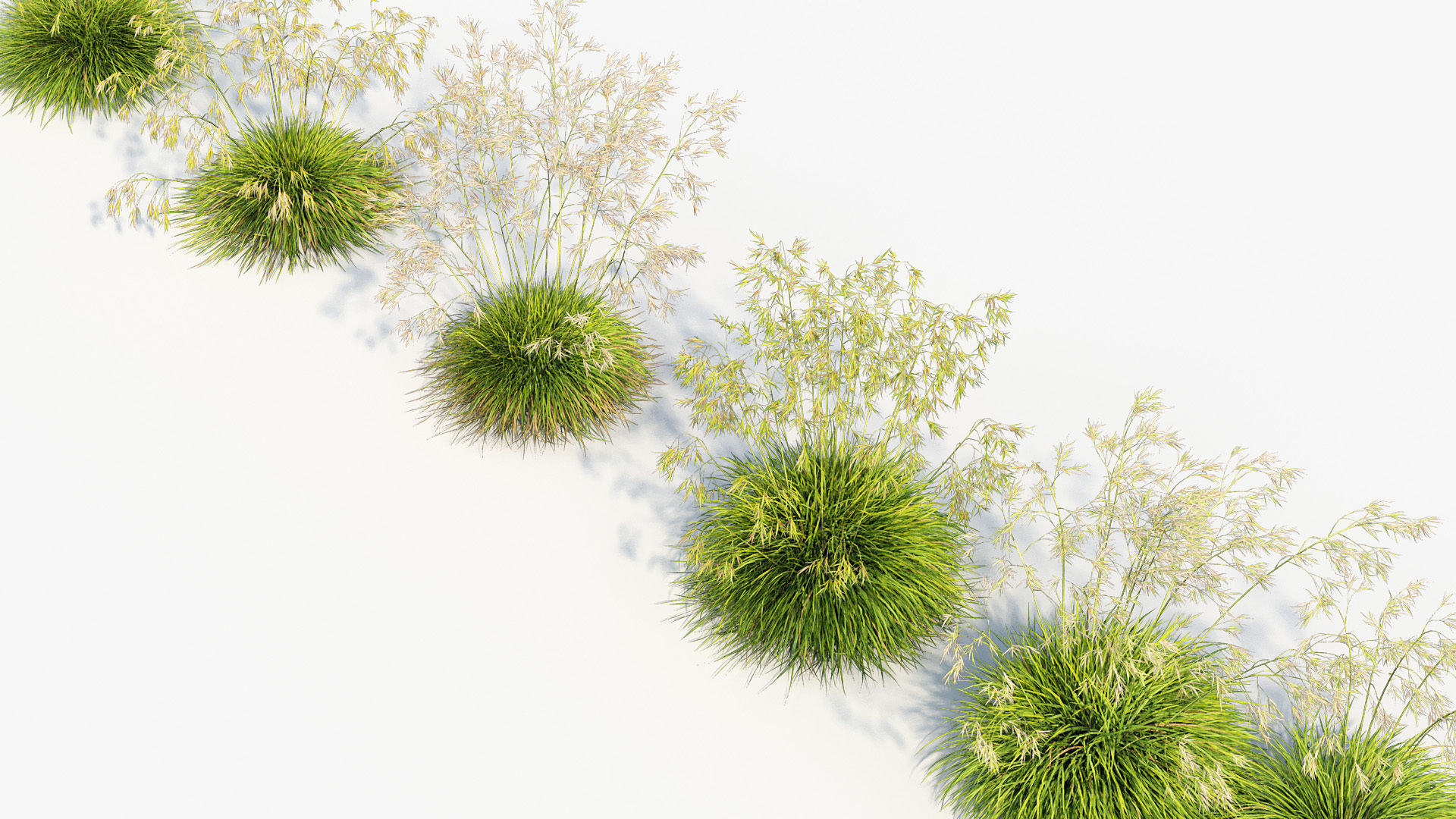 Stipa gigantea Golden oat 3D Model 01 3D model | CGTrader