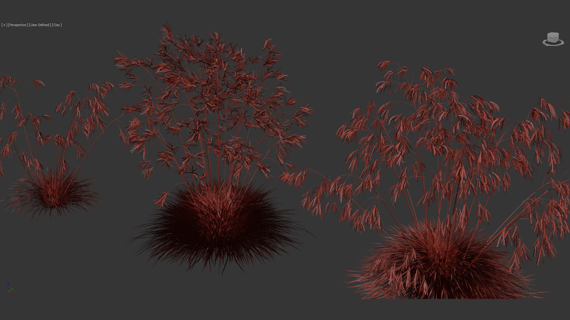 Stipa gigantea Golden oat 3D Model 01 3D model | CGTrader